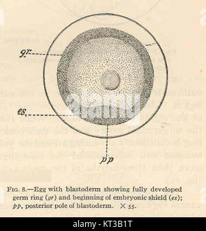 The image shows an egg of Bairdiella chrysura with its blastoderm ...