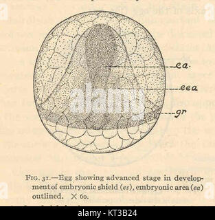 Anchovia mitchilli, a species of fish, is in its larval stage in the ...