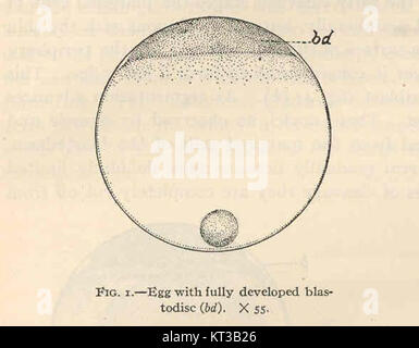 The image depicts the egg of a Bairdiella chrysura, a species of fish ...