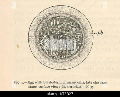 The egg of Bairdiella chrysura, displaying a blastoderm with two cells ...