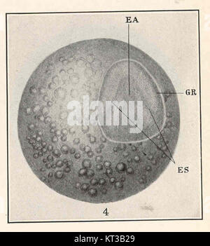 This image shows the embryo of Gambusia affinis, commonly known as the ...