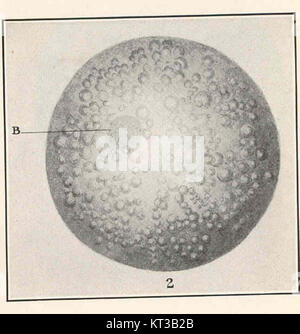 The image shows the ovum of Gambusia affinis, a species of fish, with ...