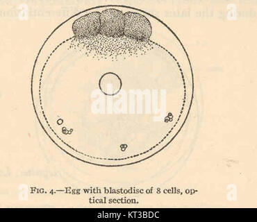 40319 Cyprinodon variegatus - Egg with blastodisc of 8 cells, optical ...