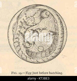 Lucania parva, a species of fish, is known for its small size, with ...