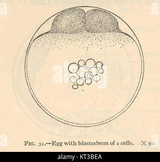 This image depicts the early developmental stages of the turbot (Psetta ...