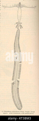 The Calocalanus plumulosus is a species of copepod, an aquatic organism ...