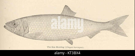 Clupea harengus, commonly known as the Atlantic herring, is a small ...