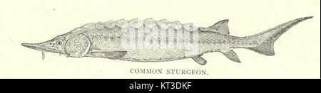 Acipenser sturio, also known as the European sturgeon, is a critically ...