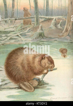 Dam of a North American beaver (Castor canadensis), Jacques-Cartier ...