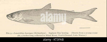 Leucichthys artedi, commonly known as the lake herring, is a freshwater ...