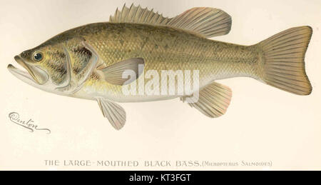The large-mouthed black bass (Micropterus salmoides) is a freshwater ...
