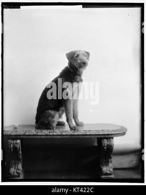 Laddie Boy 5 was a famous dog in American history, known for being ...