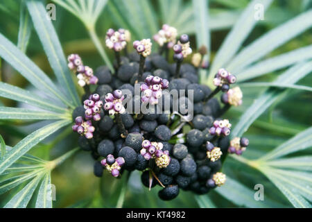 Miagos bush (Osmoxylon lineare Stock Photo - Alamy