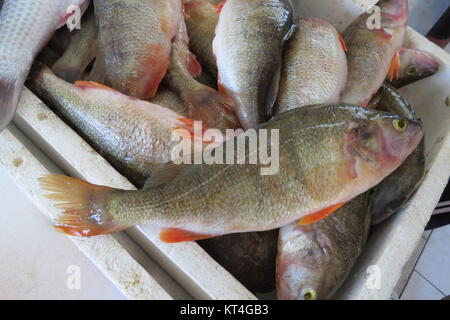 Perch (Bass, Barsch, FluÃŸbarsch Stock Photo - Alamy