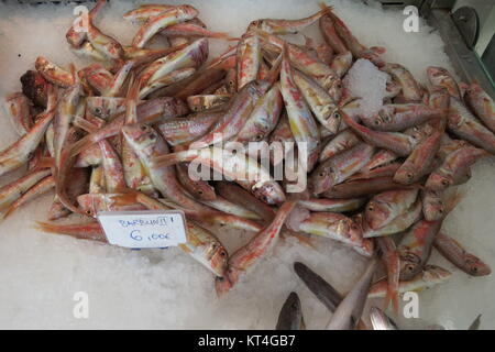 Surmullet (Rotbarbe) from Adriatic sea. Fish shop in Bar-city ...