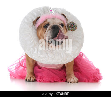 senior female bulldog dressed like a queen on white background Stock ...
