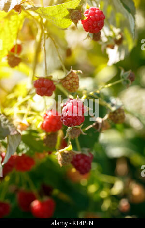 A woman on a plantation is picking raspberries, a crop of raspberries ...