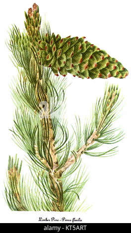 Pinus flexilis, commonly known as limber pine, is a tree species native ...