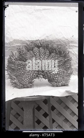 A photograph taken by Brother Bertram, featuring an alligator at Saint ...