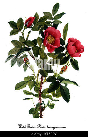 Rosa acicularis, also known as the prickly wild rose, the prickly rose ...