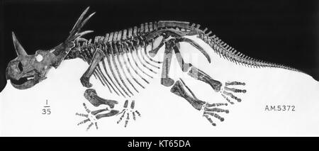 Illustration of Styracosaurus Stock Photo - Alamy