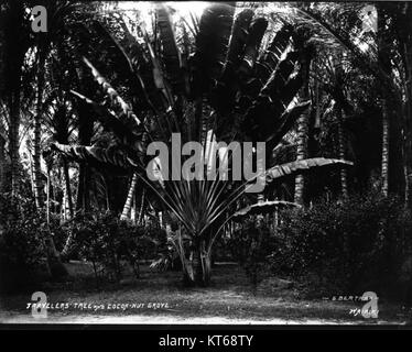 Photograph of the Traveler's tree in the Botanical Garden of Huˆ ...