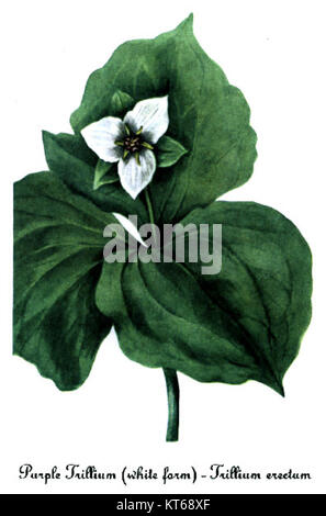 Trillium erectum is a species of flowering plant native to North ...