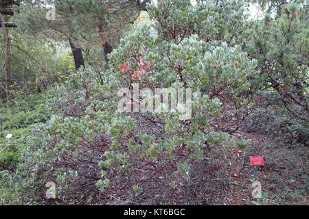 Arctostaphylos canescens - Regional Parks Botanic Garden, Berkeley, CA ...