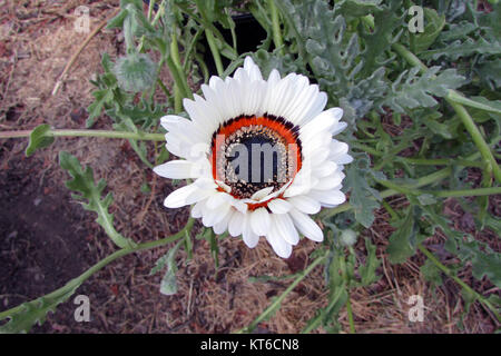 Monarch-of-the-veldt (Arctotis fastuosa Stock Photo - Alamy
