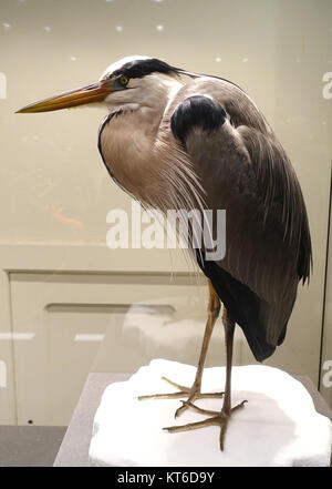 (Ardea cinerea), also known as the heron, is a bird of the order ...
