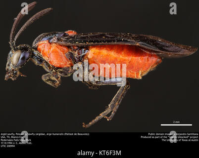 Poison Ivy Sawfly - Arge humeralis Stock Photo - Alamy