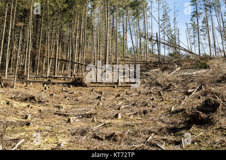 Pine tree being cut down in a confined space by a professional with ...