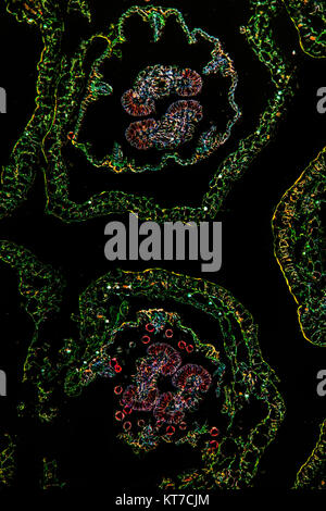 Daisy flower cross section 100x Stock Photo - Alamy