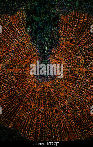 daphne root across 100x Stock Photo - Alamy
