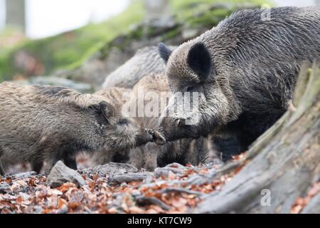Wild boar | usage worldwide Stock Photo - Alamy