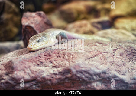 Tanimbar blue tongue skink (Tiliqua scincoides chimaerea). Tiliqua ...