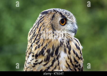 Portrait eines jungen weiblichen indischen Uhu Weibchens Stock Photo ...