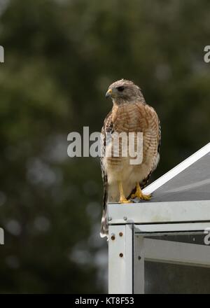 A Red-Shouldered Hawk stands on a tree branch in winter Stock Photo - Alamy
