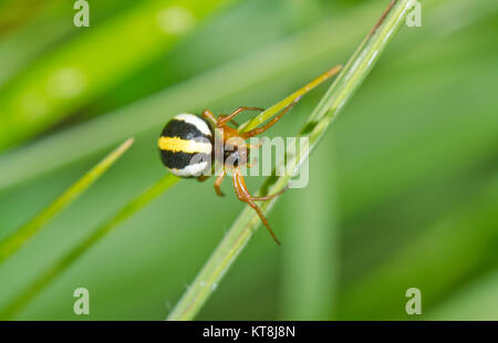 Orbweaver spider (Hypsosinga pygmaea Stock Photo - Alamy