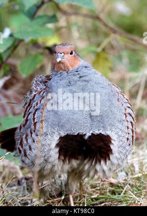 Partridge | usage worldwide Stock Photo - Alamy