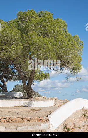 Pine Tree at Cala Bassa Cove Beach; Ibiza; Spain Stock Photo - Alamy