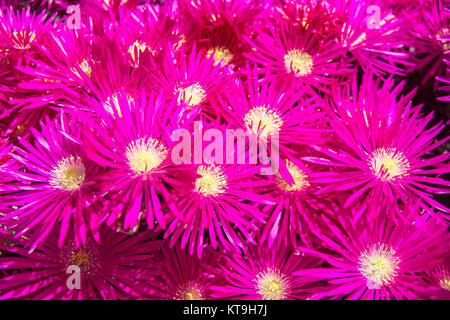 Set of fuchsia flowers with yellow pistils Stock Photo - Alamy