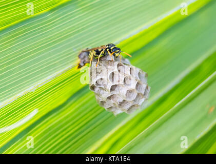 Wasp building a nest in a palm leaf Stock Photo - Alamy