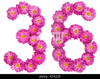 Arabic numeral 36, thirty six, from blue flowers of flax, isolated on ...