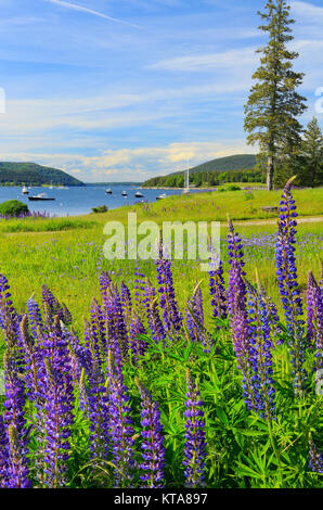 Field of Lupine, Manset, Mount Desert, Maine, USA Stock Photo - Alamy