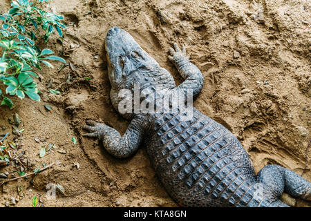 Alligator Top View Stock Photo - Alamy