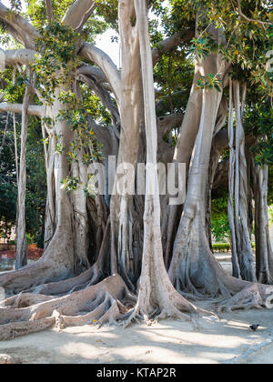 oldest tree in Palermo city in public garden Giardino Garibaldi on ...