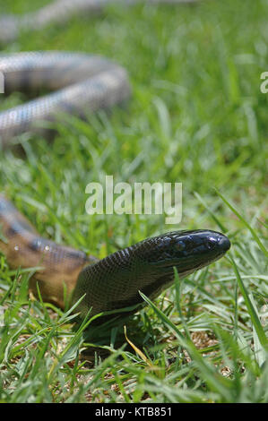 Portrait of Australian black headed python, Aspidites melanocephalus ...