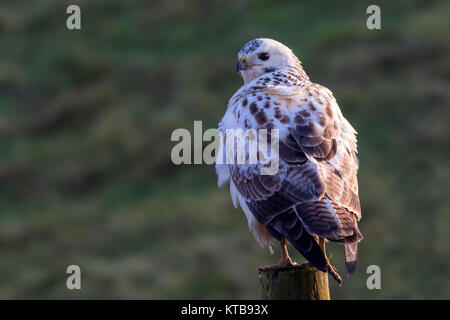 white mouse buzzard Stock Photo - Alamy