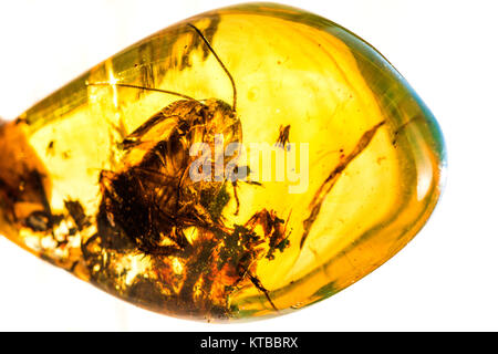 Bernstein mit Insekt Stock Photo - Alamy